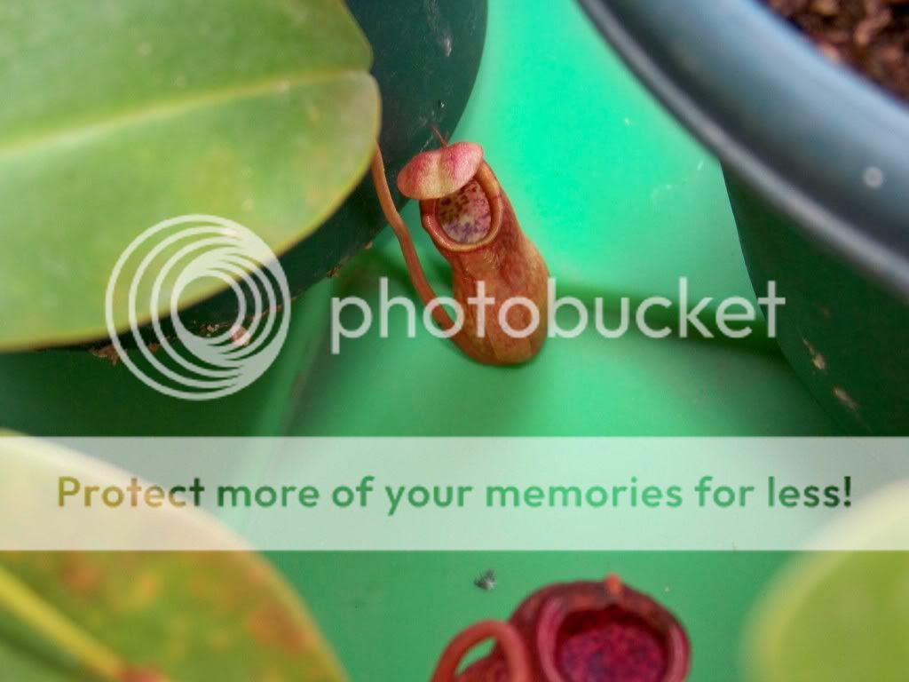 Help! I think my pitcher is dying :-( - FlyTrapCare Forums