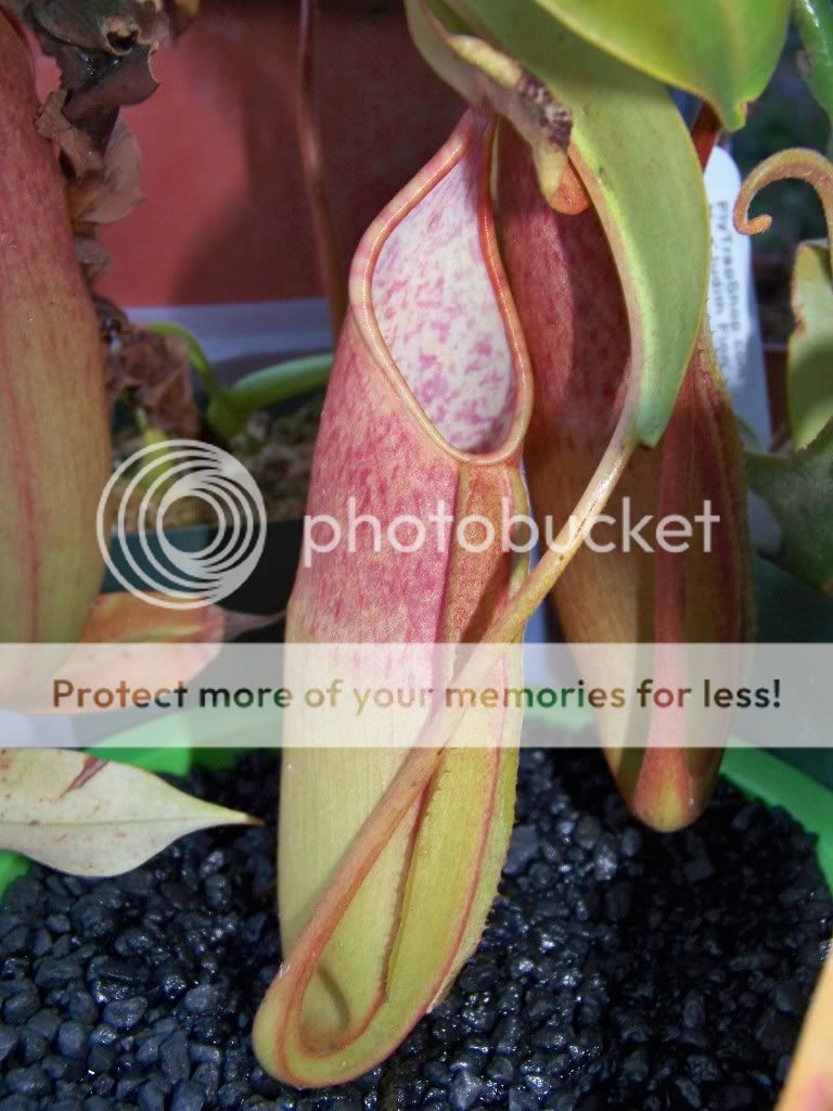 Upper and Lower pitcher of N. sanguinea?? - FlyTrapCare Forums