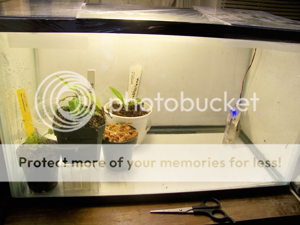 My 10 gal setup - FlyTrapCare Forums