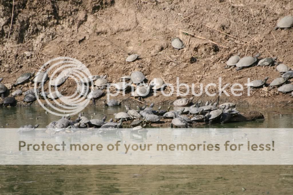 Invasive Turtle species (Red-eared sliders inpaticular) | Reptile Forums