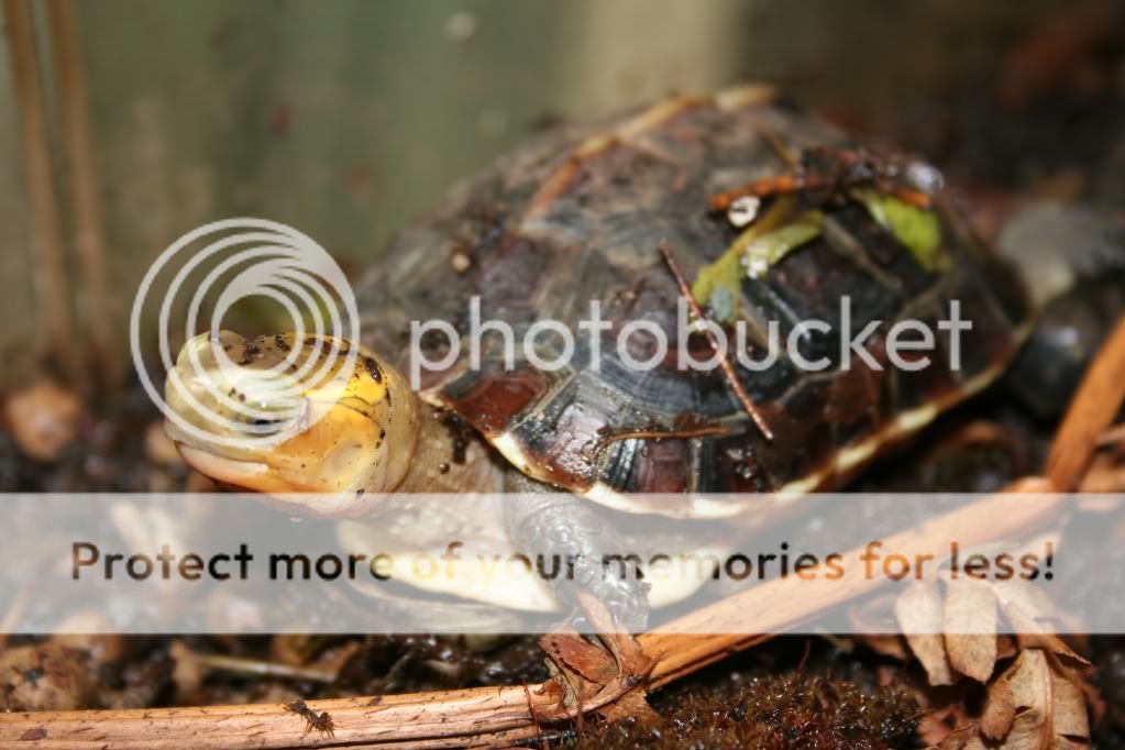Chinese box turtle | Reptile Forums
