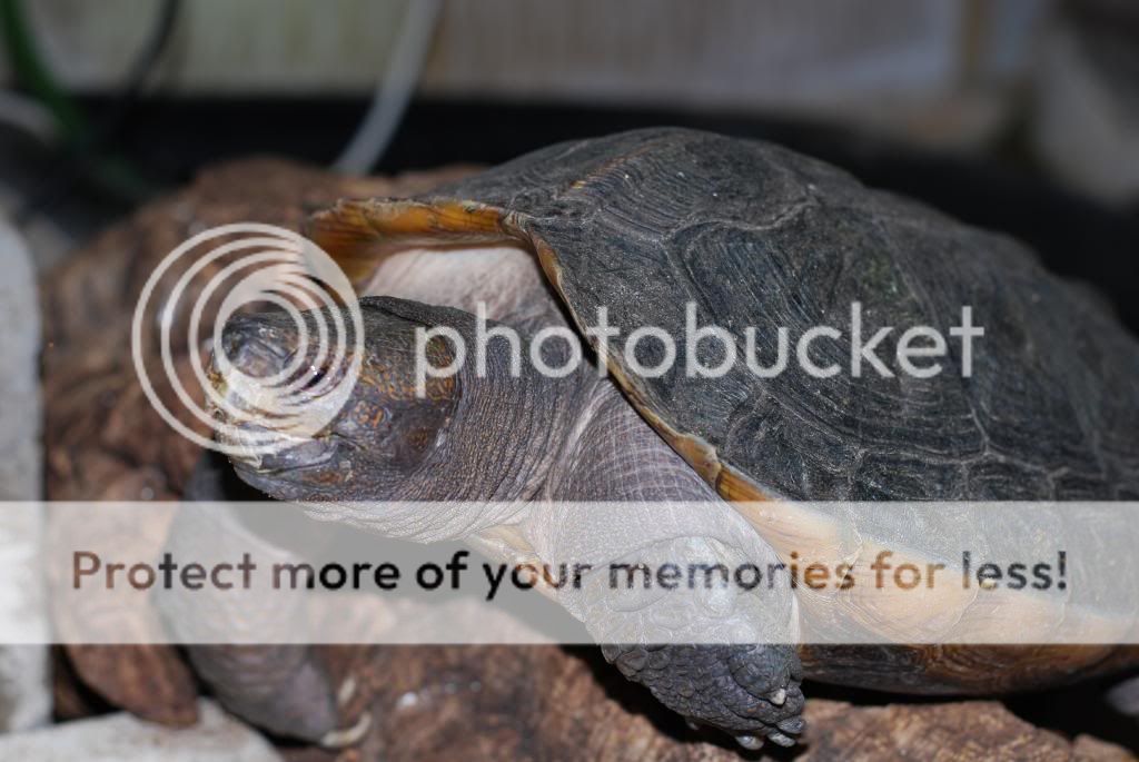 Orange headed Temple turtle | Reptile Forums