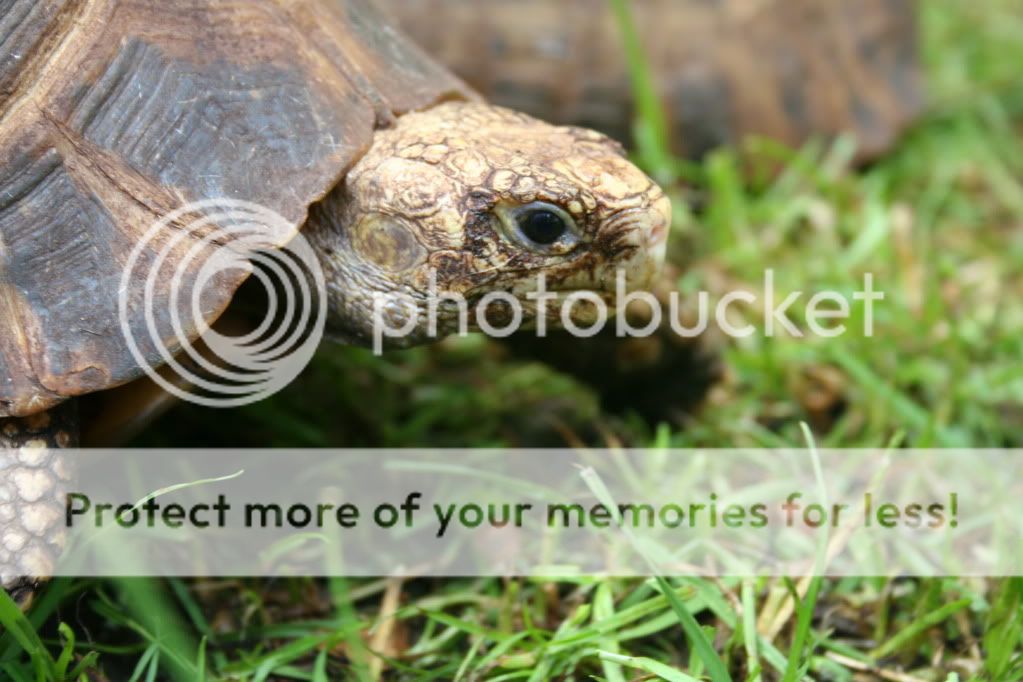 Lemon Head/Elongated Tortoise | Reptile Forums
