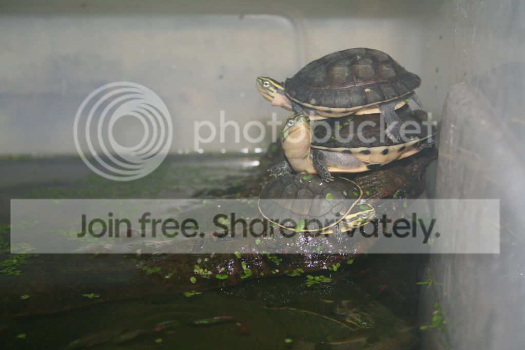 Malayan Box baby 2011 | Reptile Forums