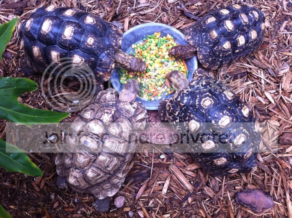 Tortoise hybrids? | Tortoise Forum